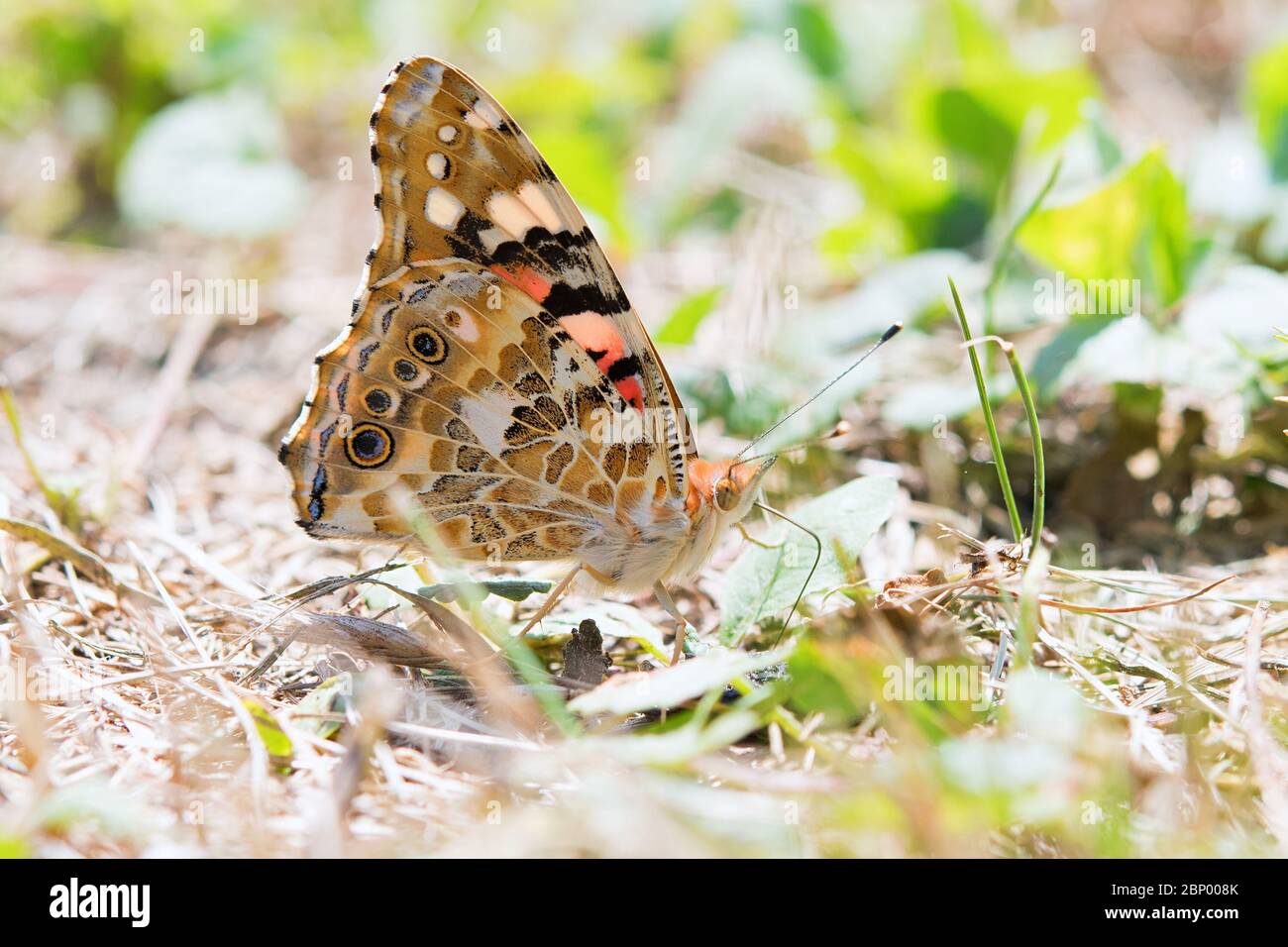 Vanessa cardui flower hi-res stock photography and images - Alamy