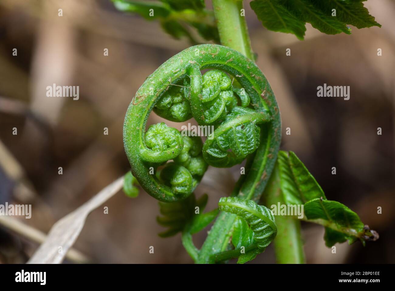 Fern fiddlehead unfurling with close up focus Stock Photo - Alamy