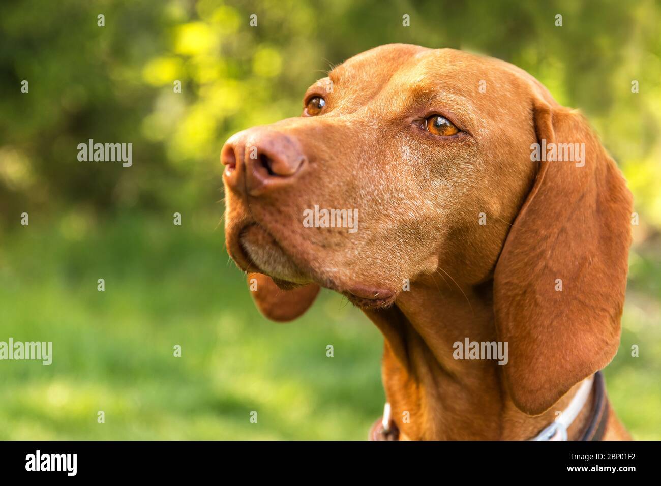 Magyar visla hi-res stock photography and images - Alamy