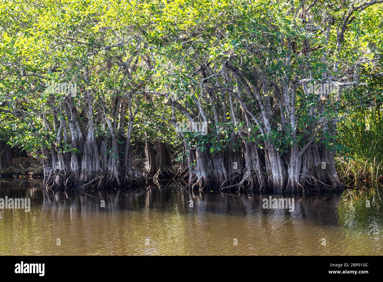 Mangrove forest in the Everglades Park in Florida, USA Stock Photo - Alamy