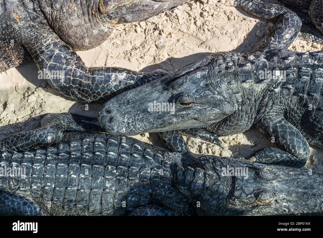 Close up view of American Alligators that lie on the sand in the ...