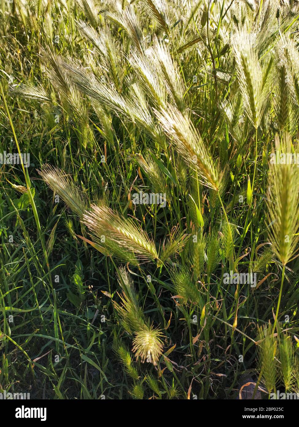 Grass grains hi-res stock photography and images - Alamy