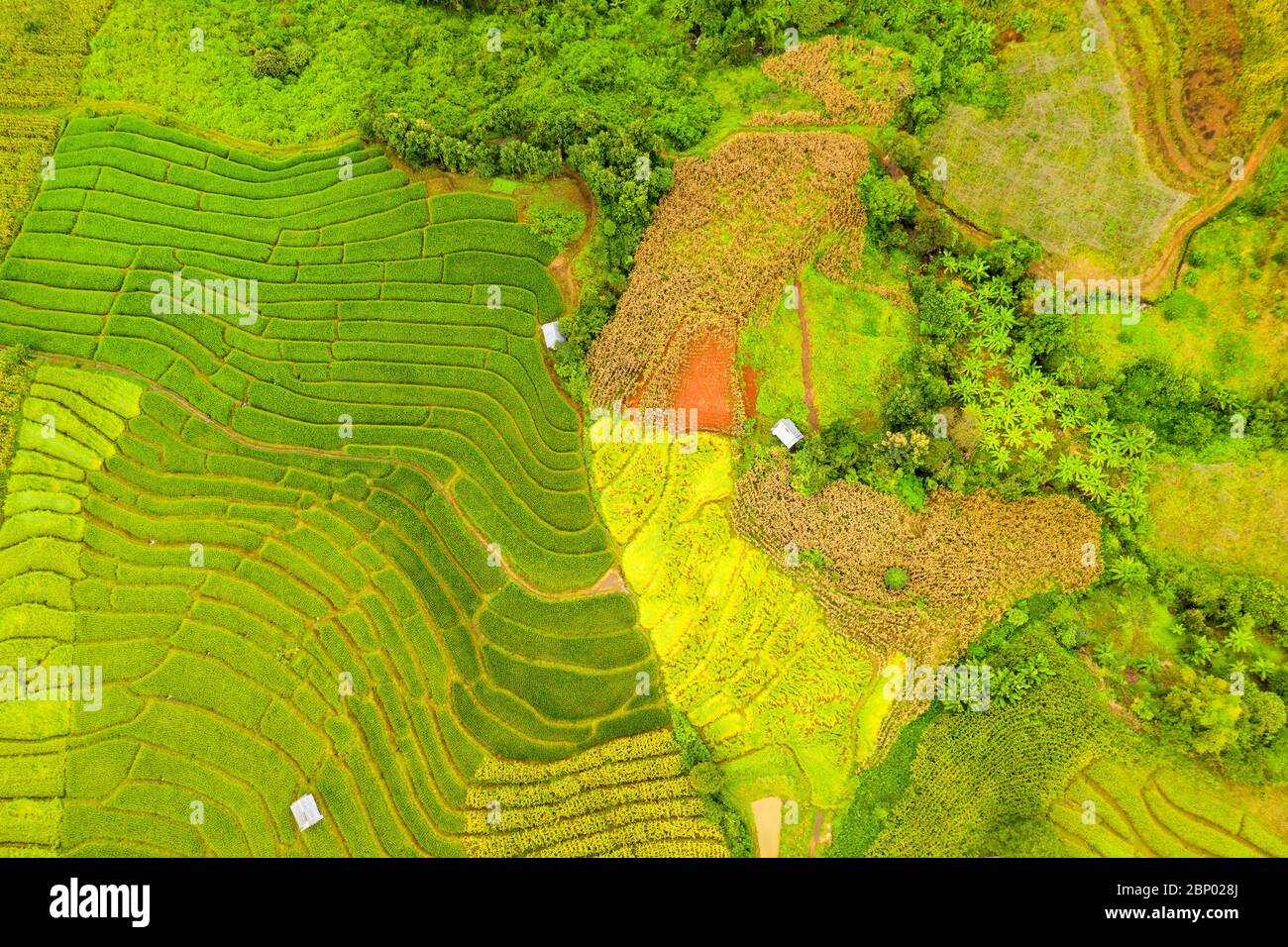 Aerial view on nature landscape with scenery rice field on background ...