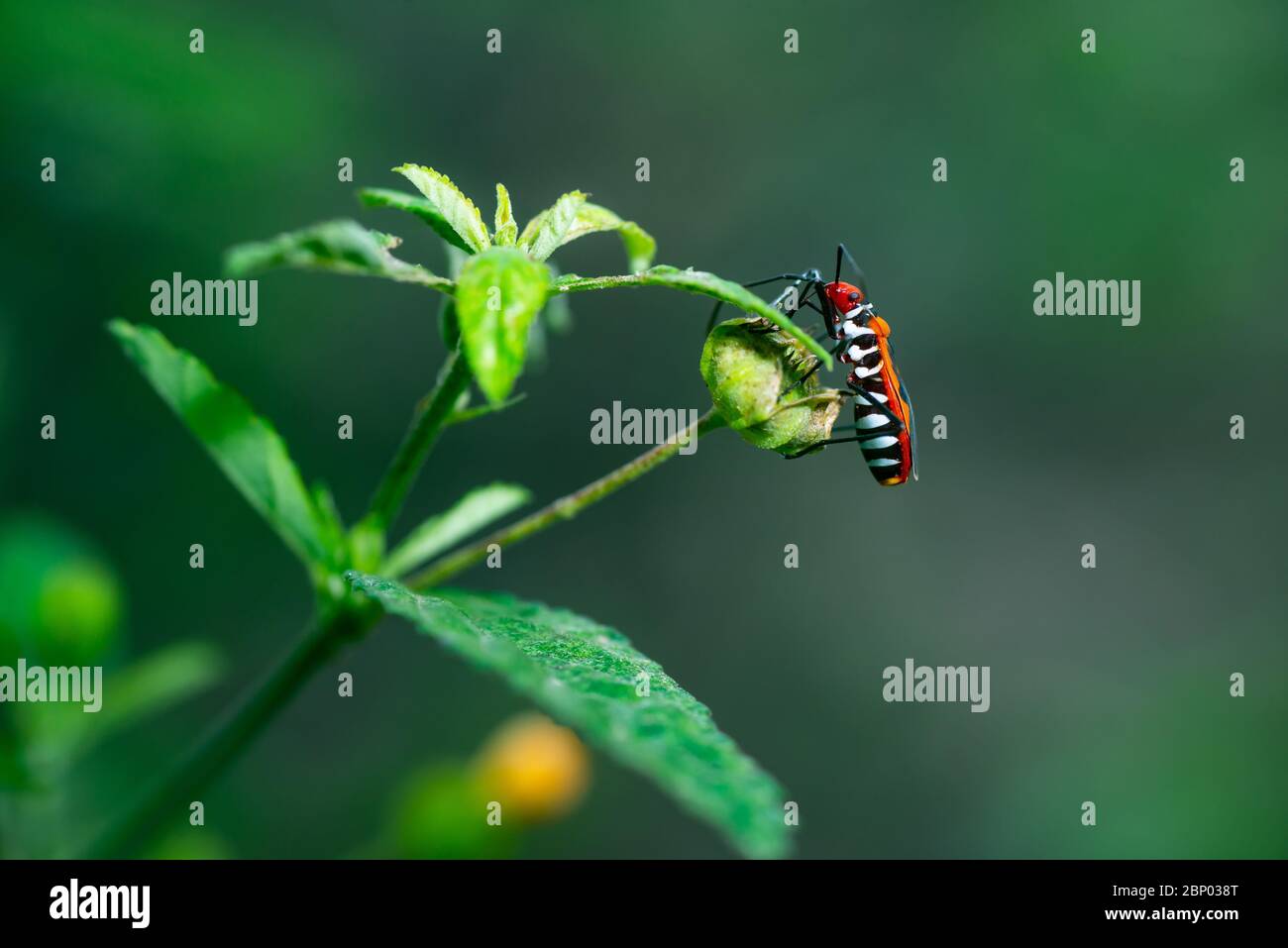 Red cotton bug (Dysdercus cingulatus) with green grass background Stock ...
