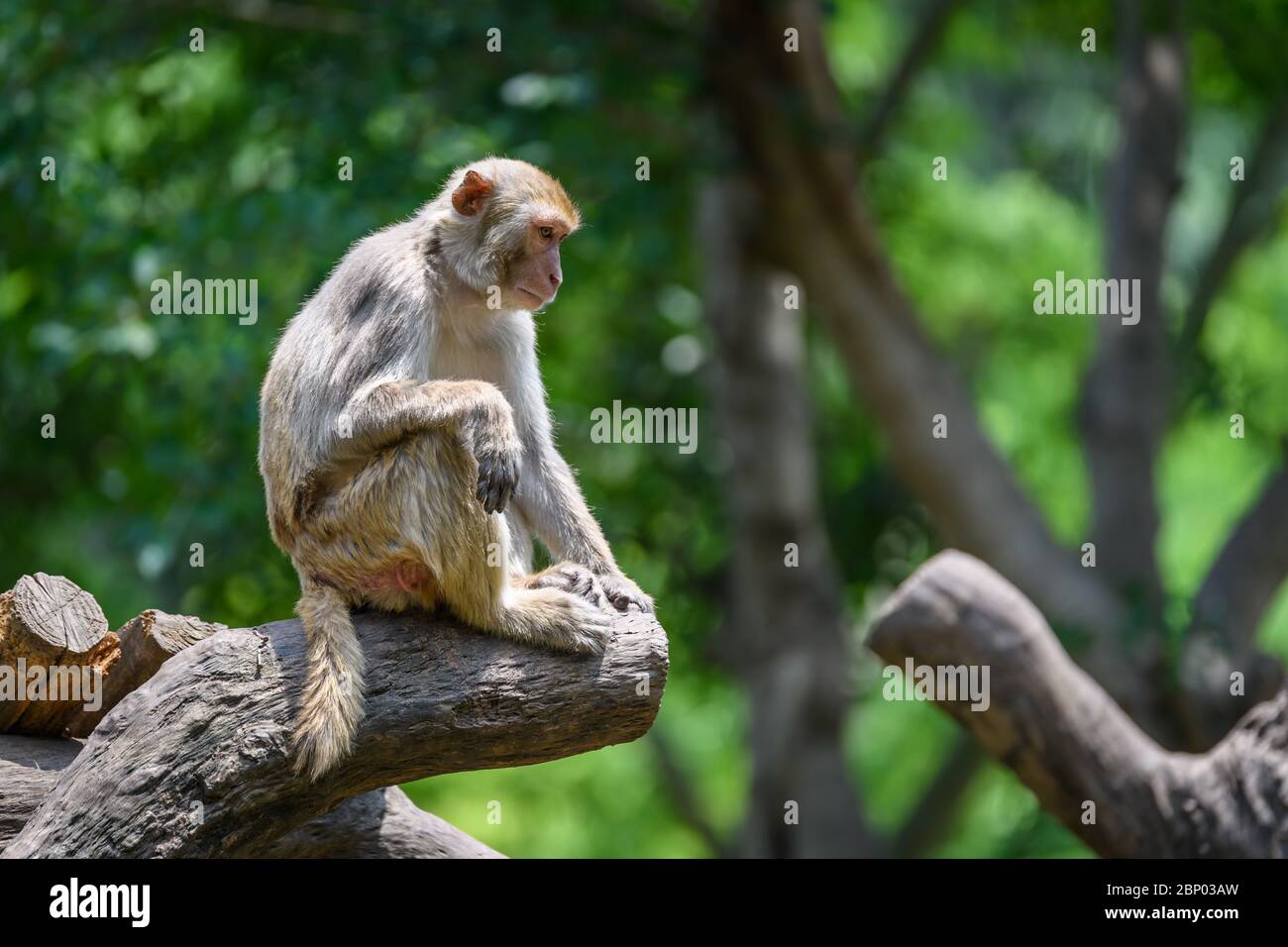 Monkey sitting on the tree Stock Photo - Alamy