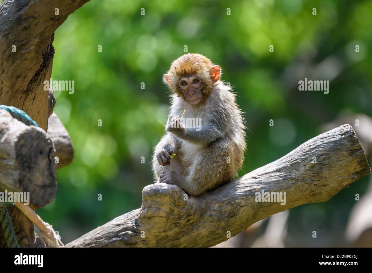 Monkey cub sitting hi-res stock photography and images - Alamy