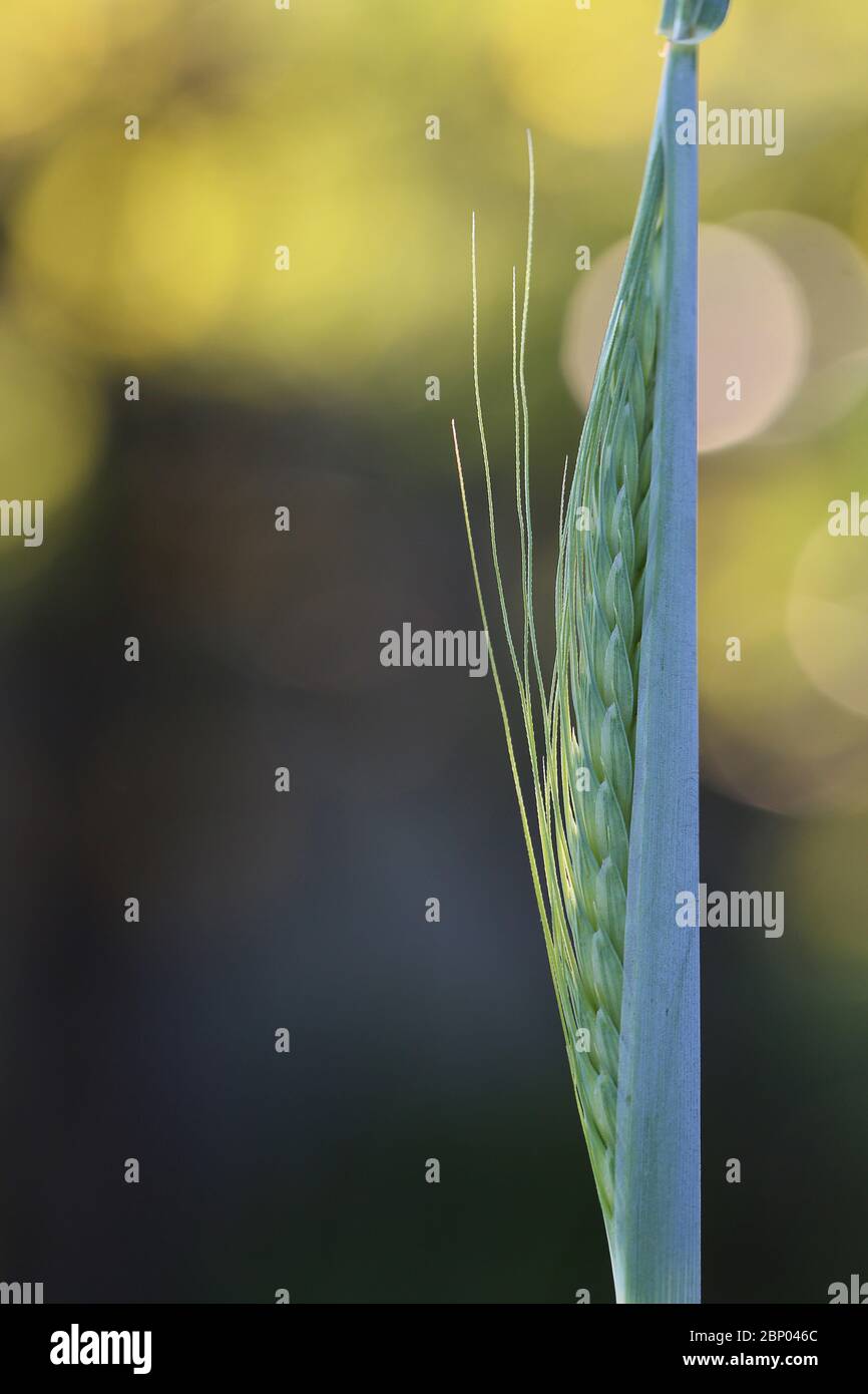 A ear of wheat that tries to grow Stock Photo - Alamy
