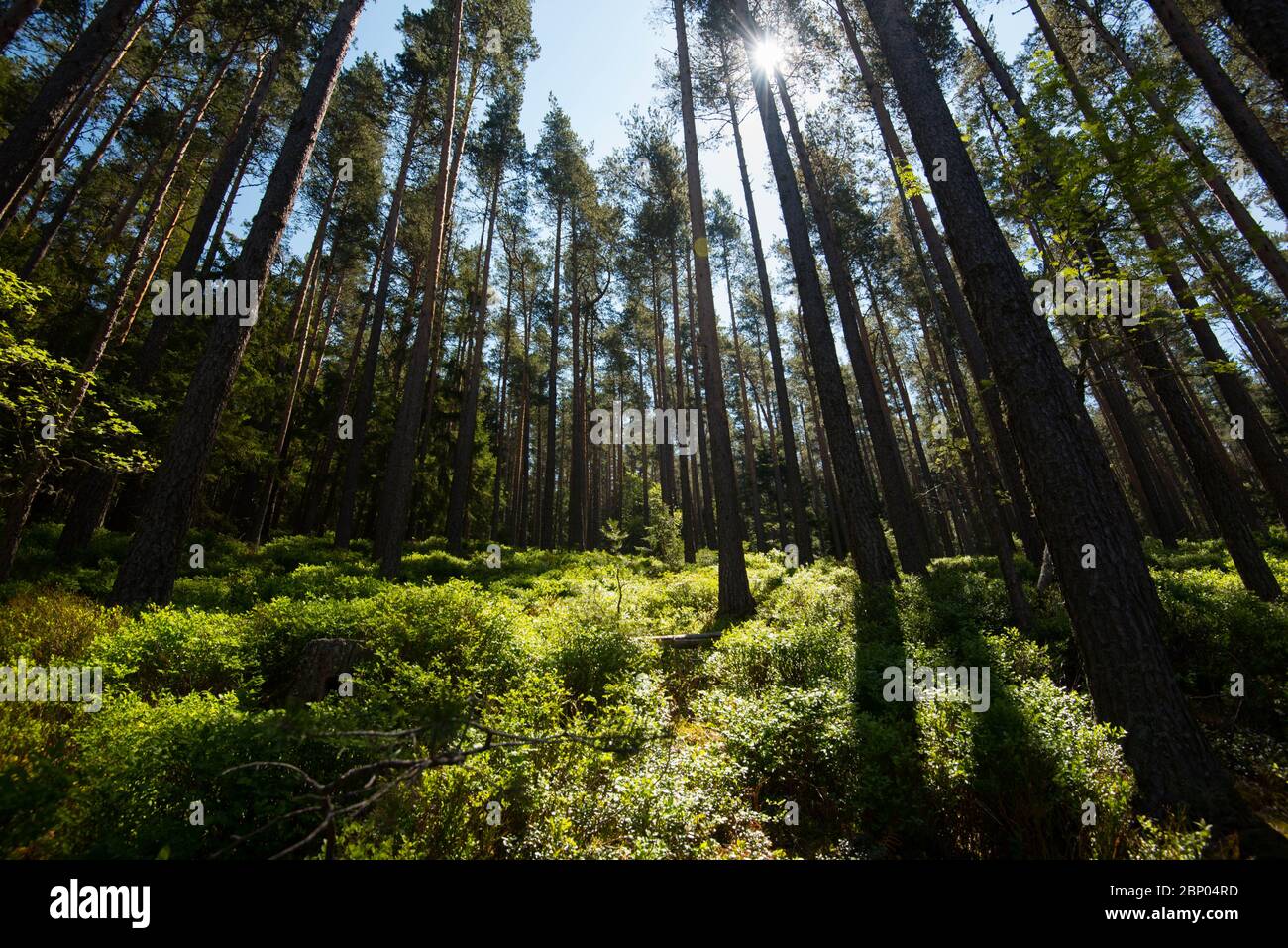 France alsace pine forest hi-res stock photography and images - Alamy