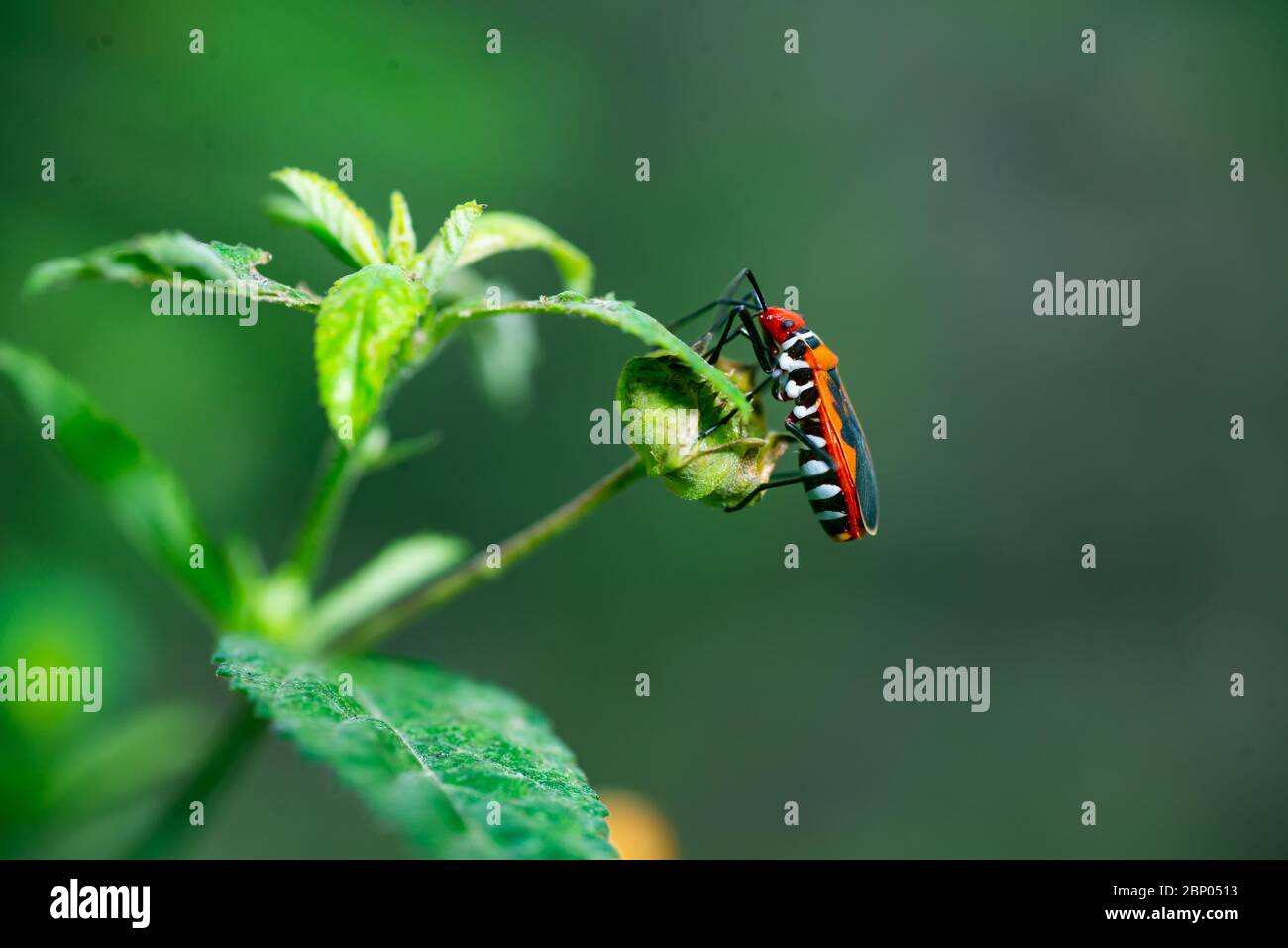 Red cotton bug (Dysdercus cingulatus) with green grass background Stock ...