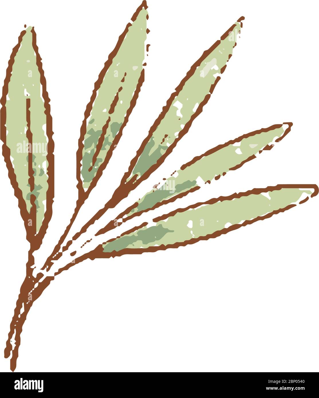 Fresh sage leaves Stock Vector Images - Alamy