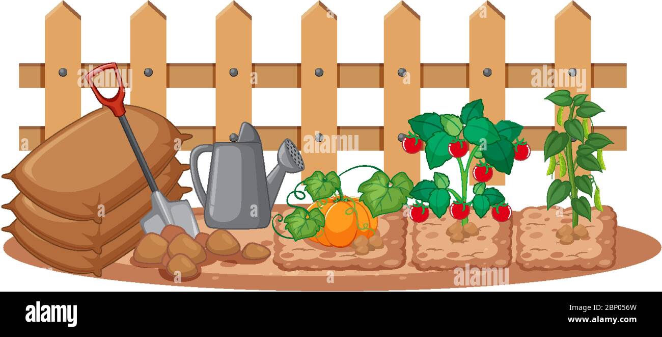 Vegetables growing in the garden on white background illustration Stock ...