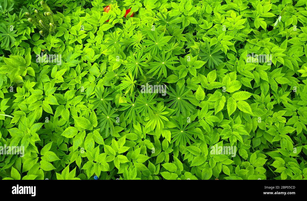 Fresh spring green leaves for a natural background and Wallpaper Stock ...