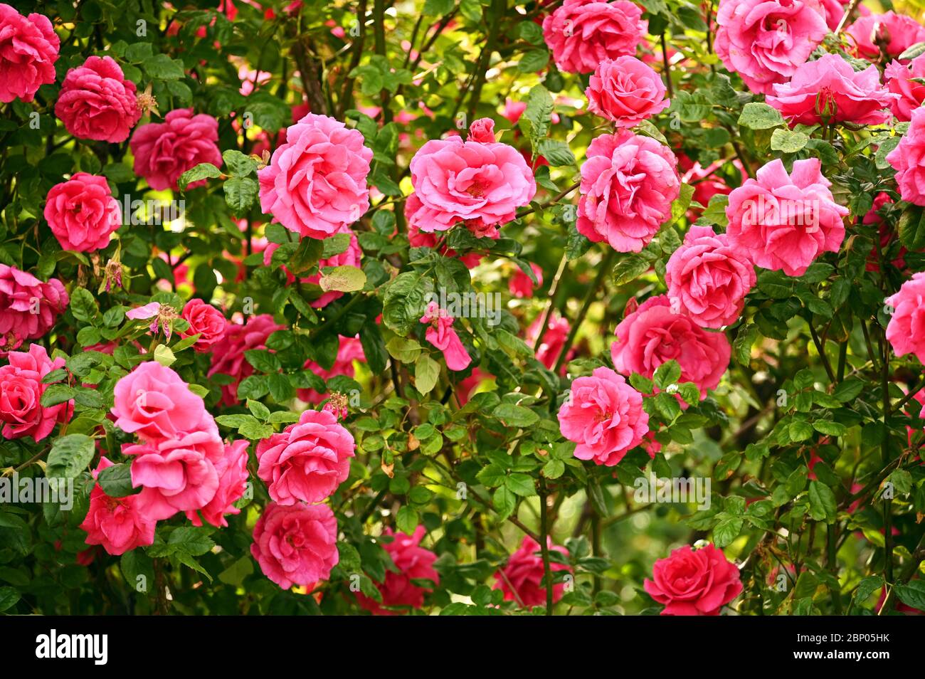 Volksgarten vienna rose roses hi-res stock photography and images - Alamy