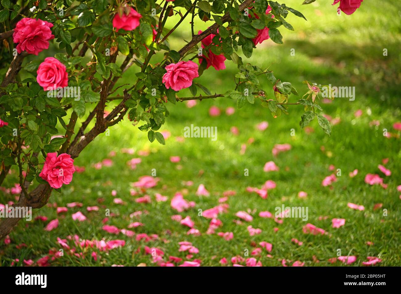 Red Roses flower garden detail nature background Stock Photo - Alamy