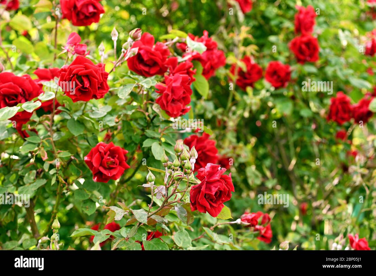 Volksgarten vienna rose roses hi-res stock photography and images - Alamy