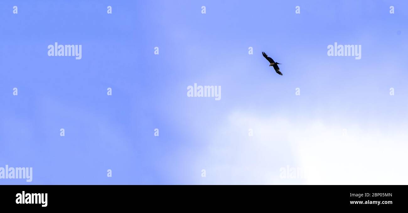 Eagle flying in rectangular sky background Stock Photo - Alamy