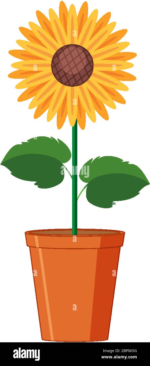 Beautiful flower in clay pot on white background illustration Stock ...