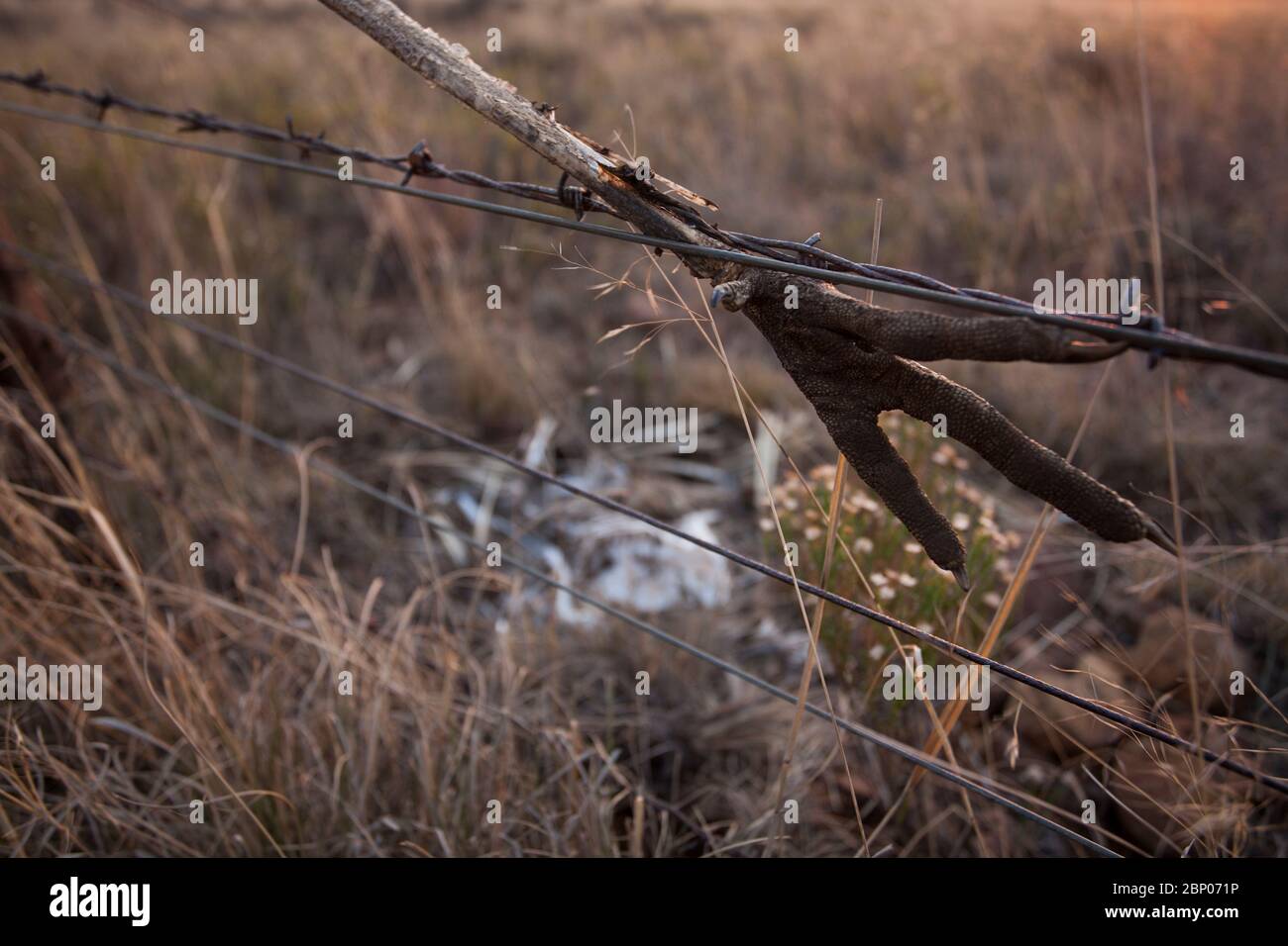 Stuck In Fence High Resolution Stock Photography and Images - Alamy