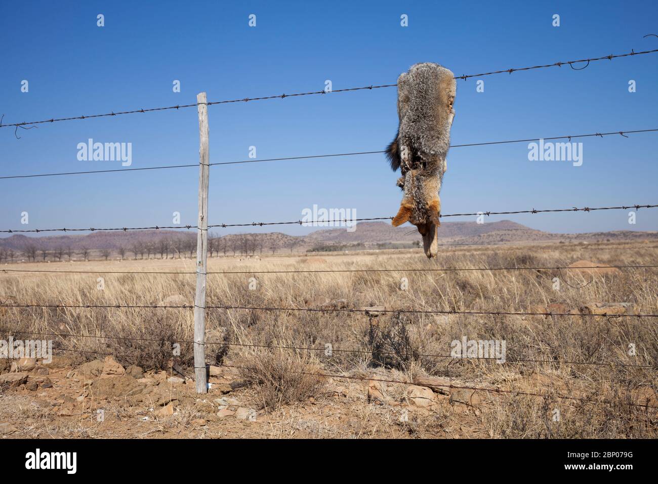 Black Backed Jackal Young High Resolution Stock Photography and Images ...
