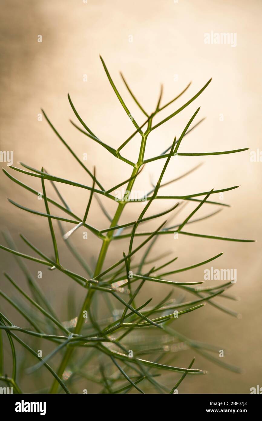 Feathery Plant High Resolution Stock Photography and Images - Alamy