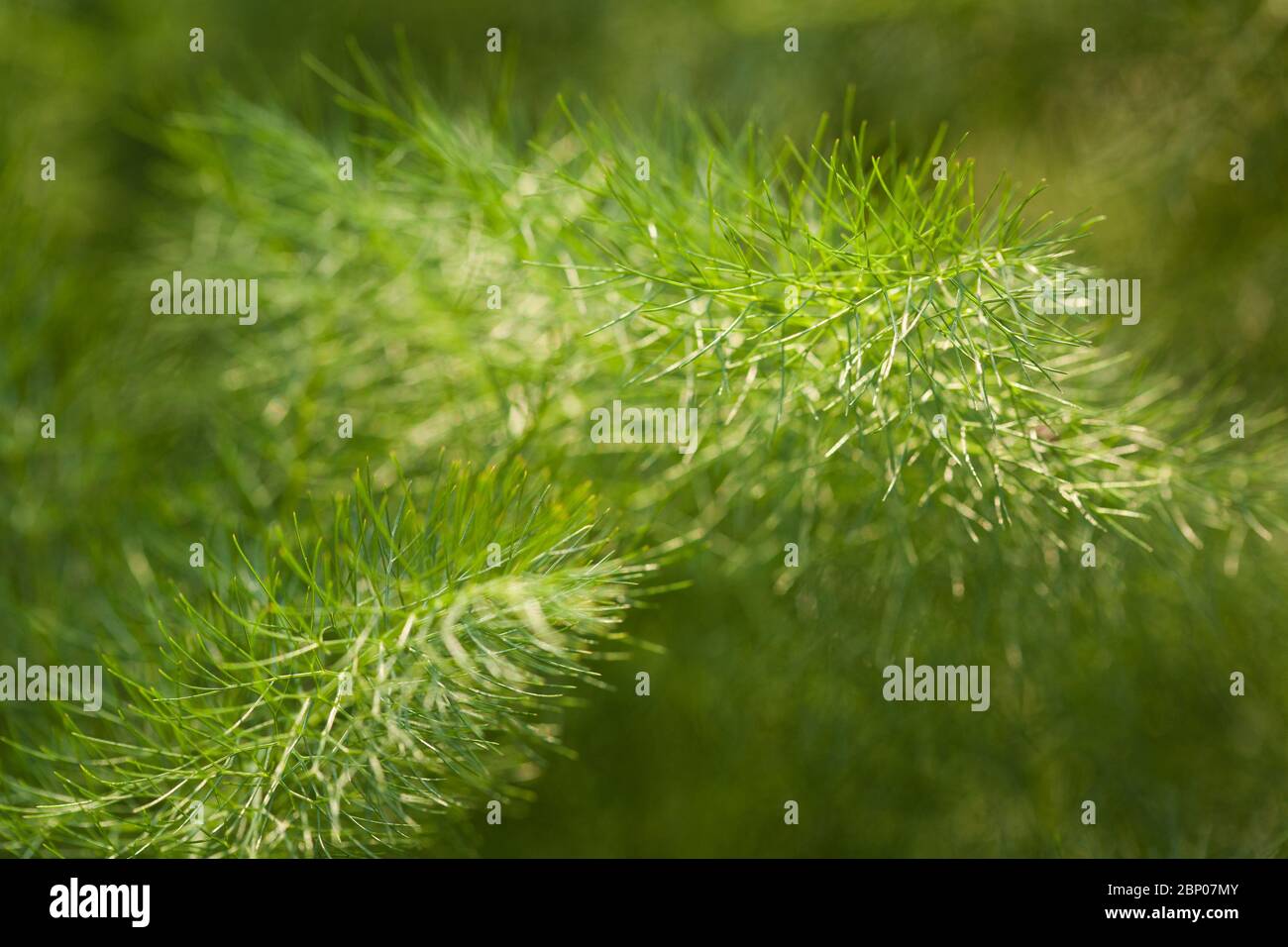 Diuretic Leaves High Resolution Stock Photography and Images - Alamy