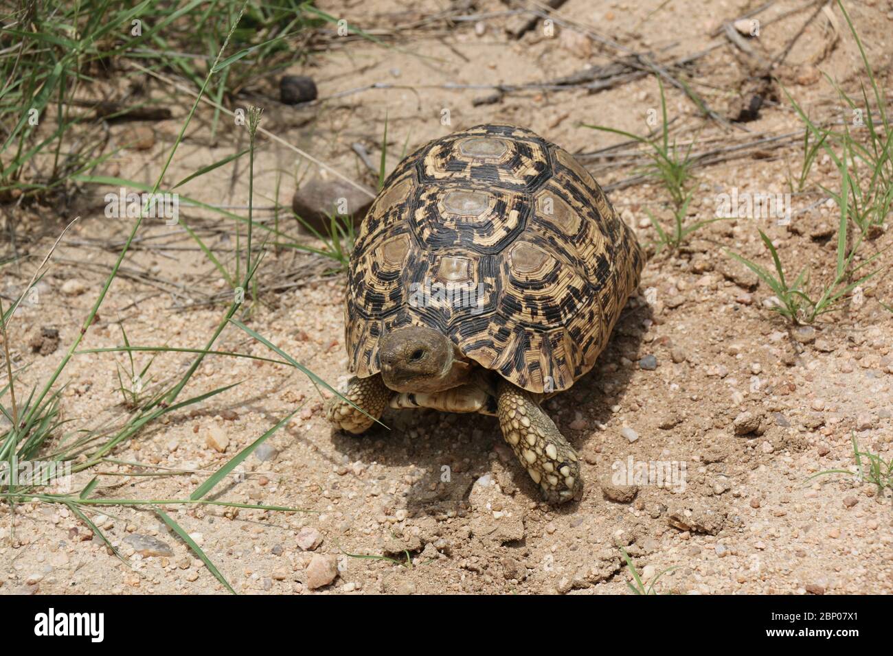 South African tortoise Stock Photo - Alamy