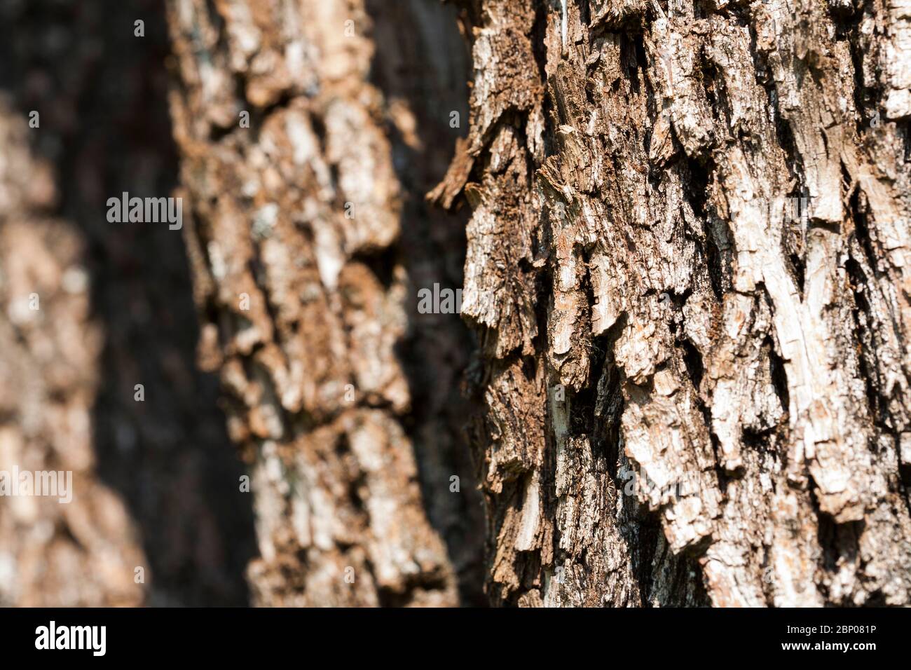 Wisteria Tree High Resolution Stock Photography and Images - Alamy
