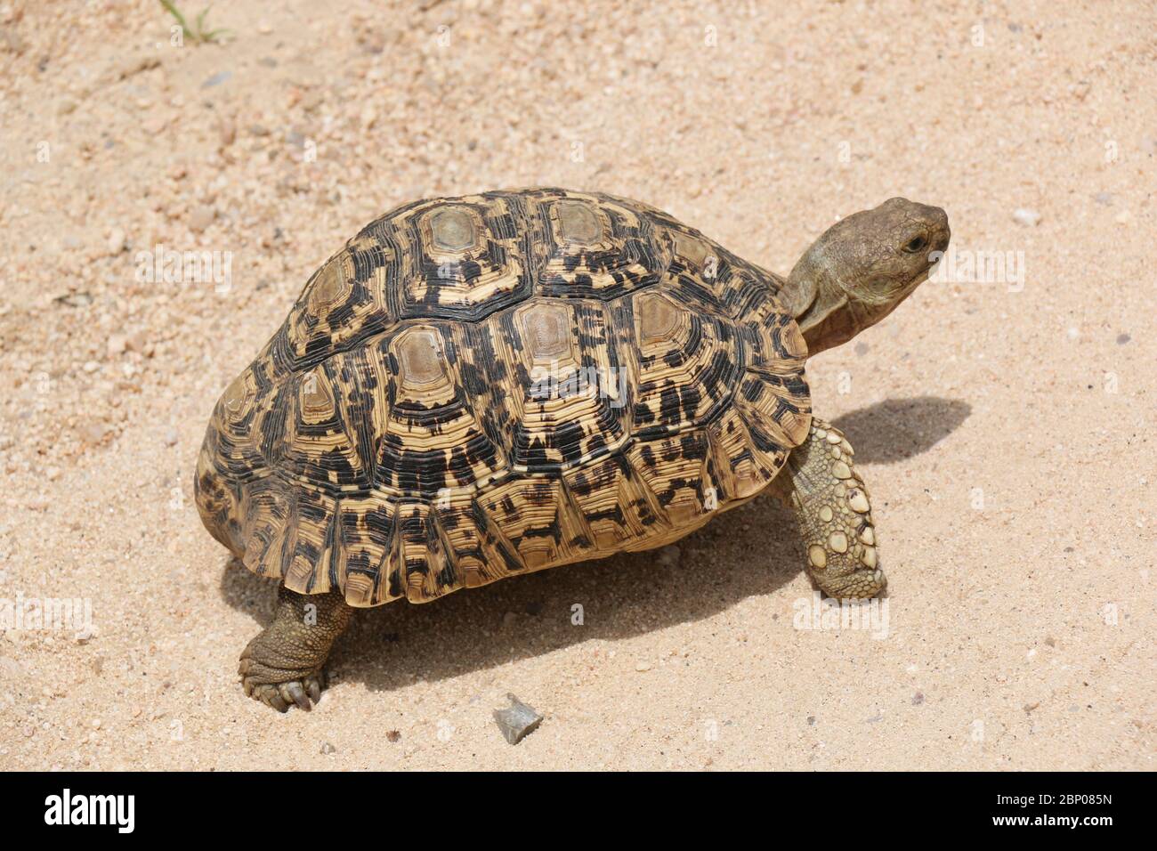 South African tortoise Stock Photo - Alamy