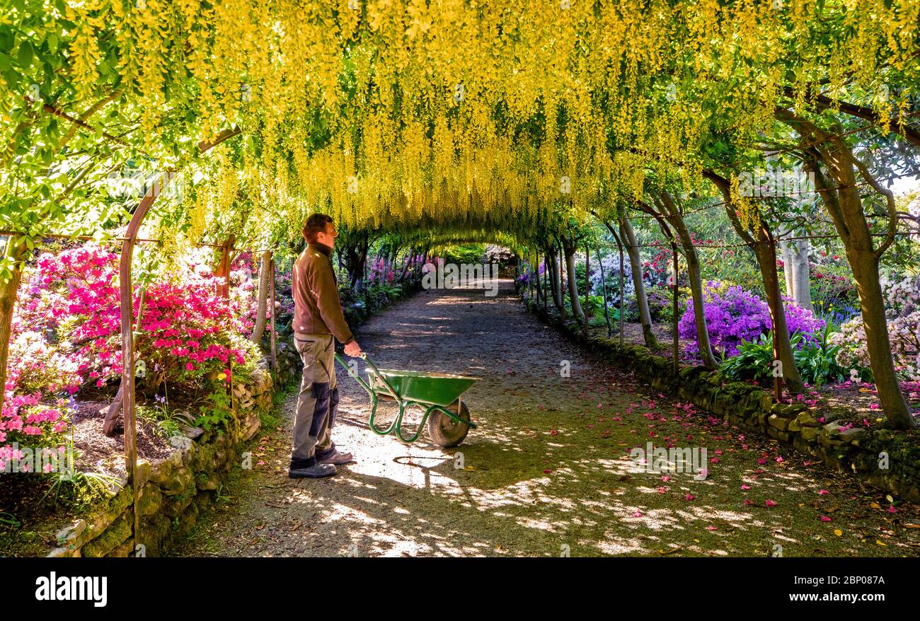 Bodnant gardens laburnum arch hi-res stock photography and images - Alamy