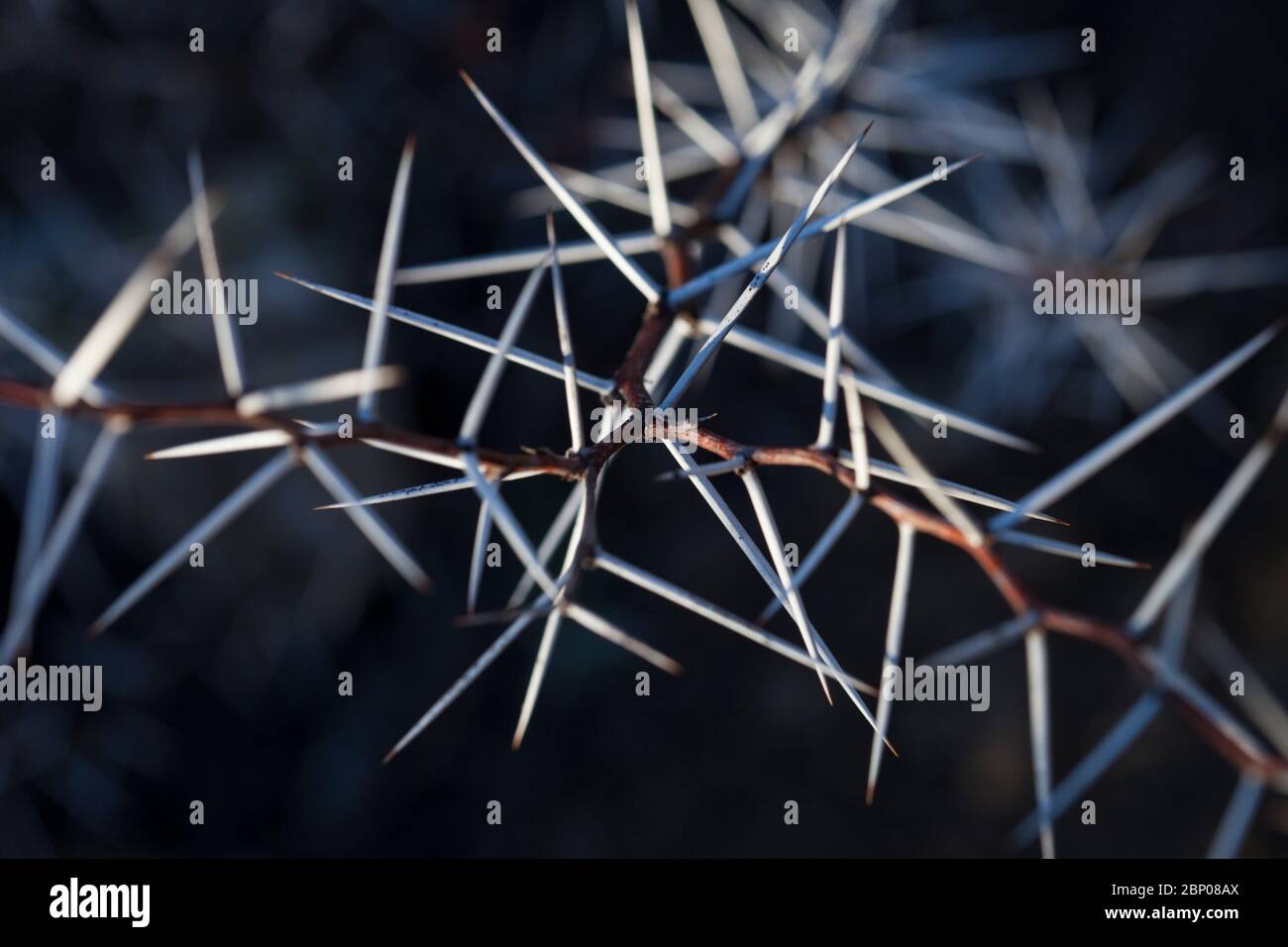 Stipules High Resolution Stock Photography and Images - Alamy