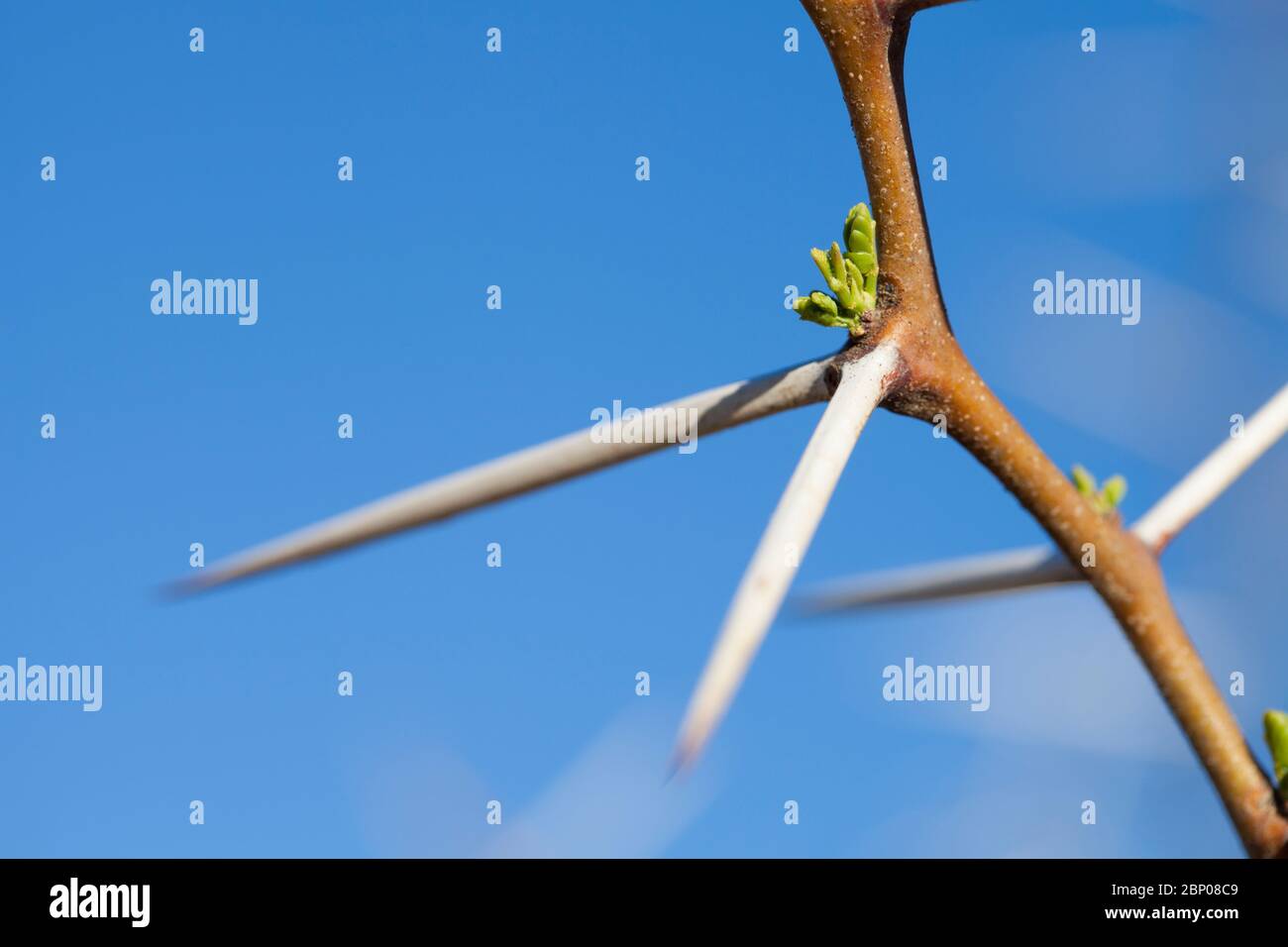 Stipules High Resolution Stock Photography and Images - Alamy