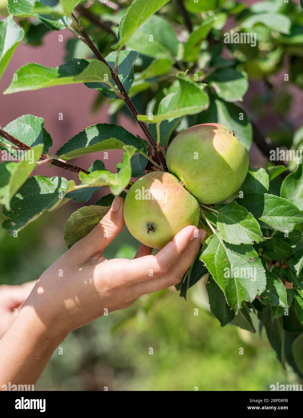 Apple picking. Female hand gathering apple from a tree Stock Photo - Alamy