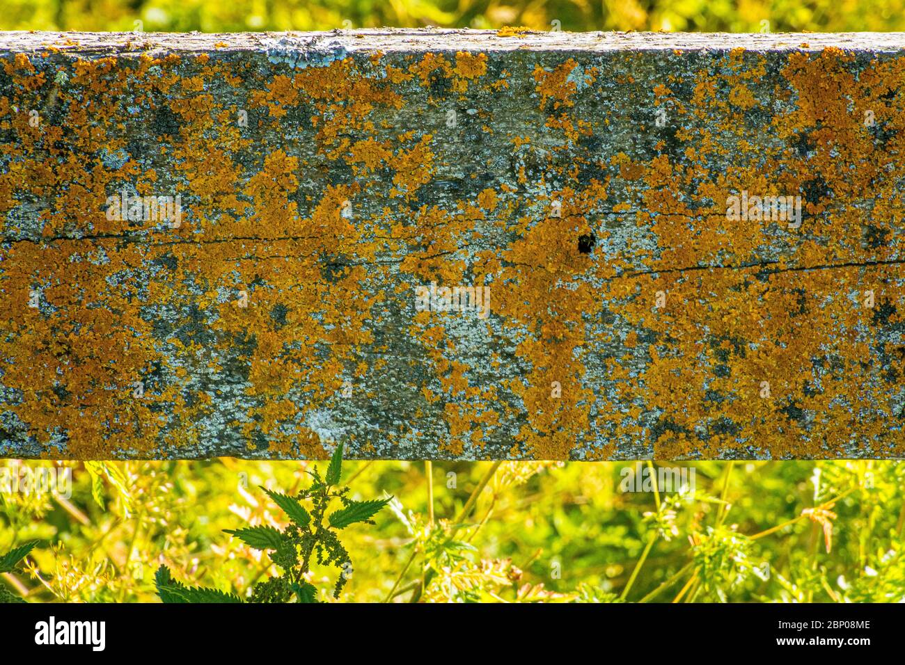 Close-up photograph of structure background with lichens Stock Photo ...