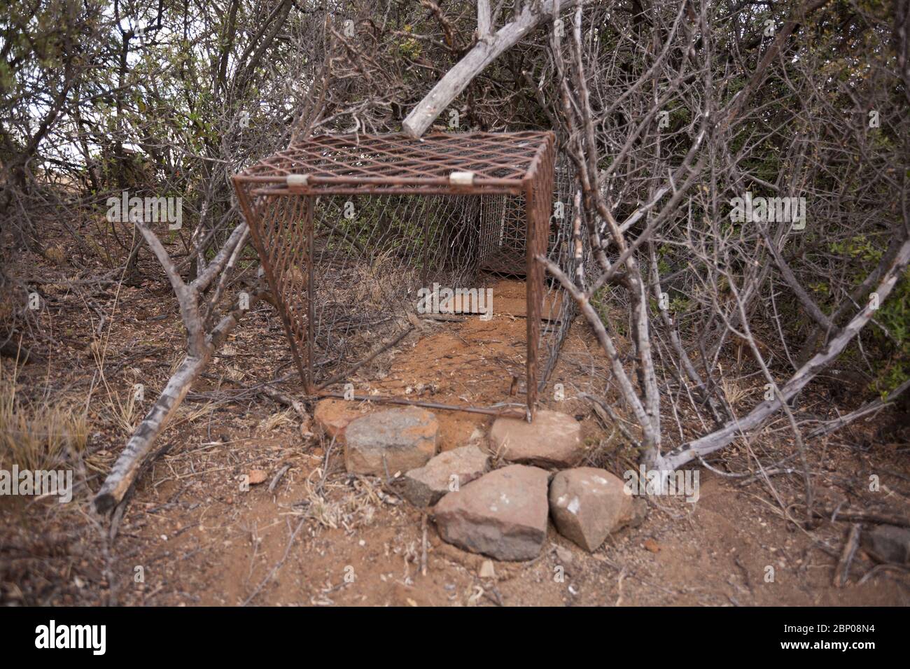 Baited Live Trap High Resolution Stock Photography and Images - Alamy