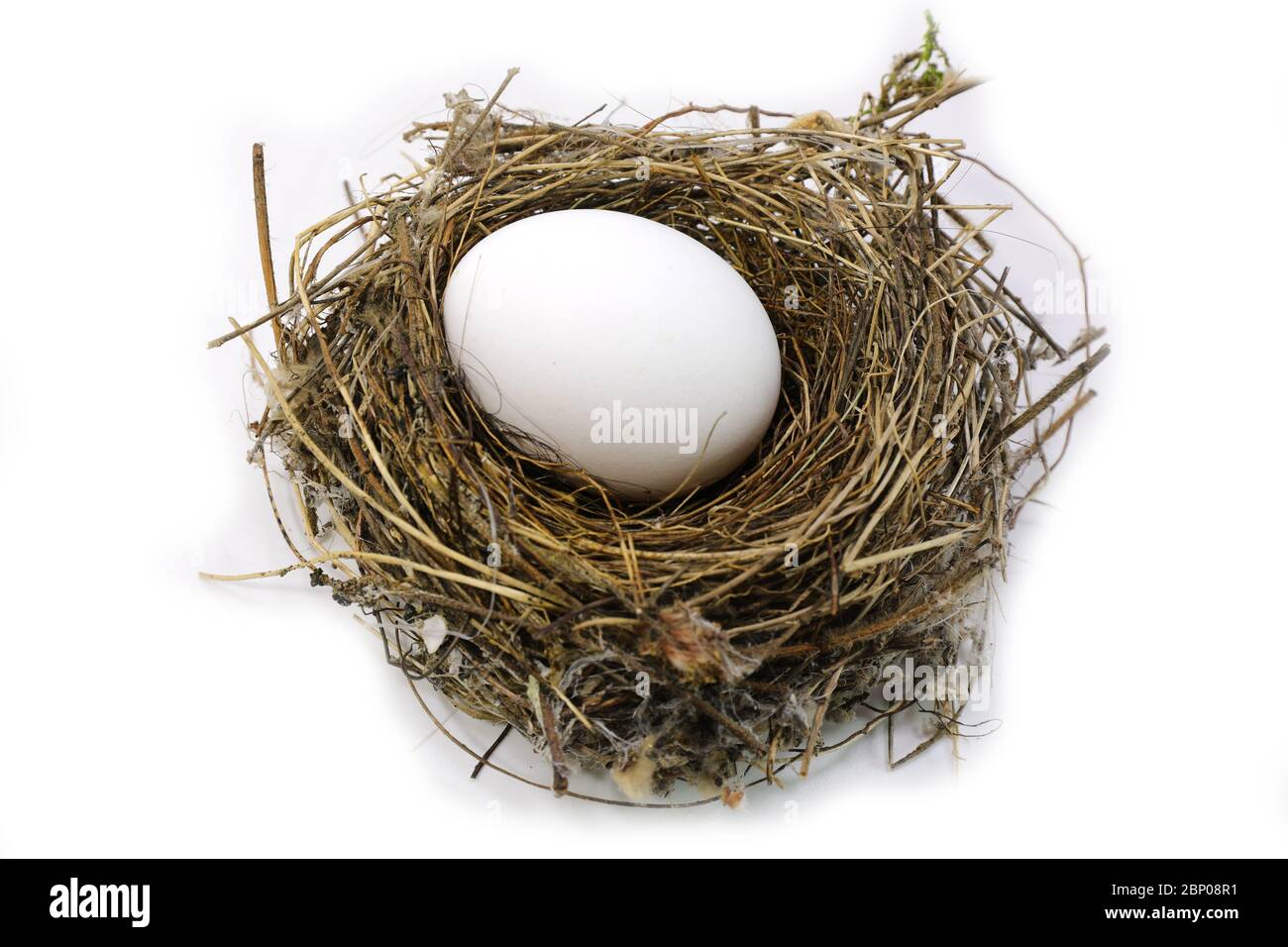 small bird nest with egg with white shell Stock Photo - Alamy