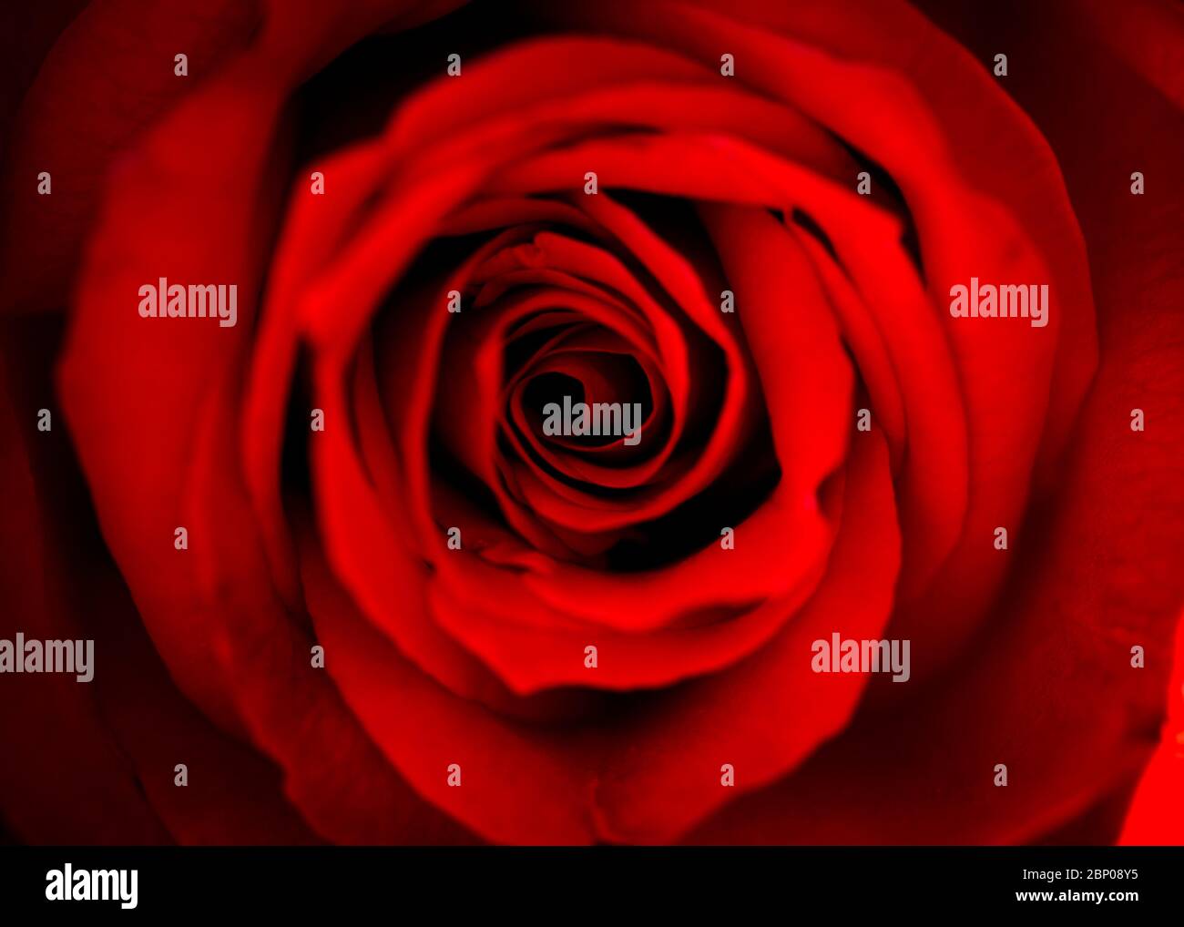 Modern Garden Rose High Resolution Stock Photography and Images - Alamy