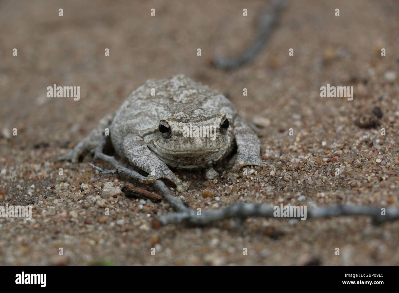 Terezakis hi-res stock photography and images - Alamy