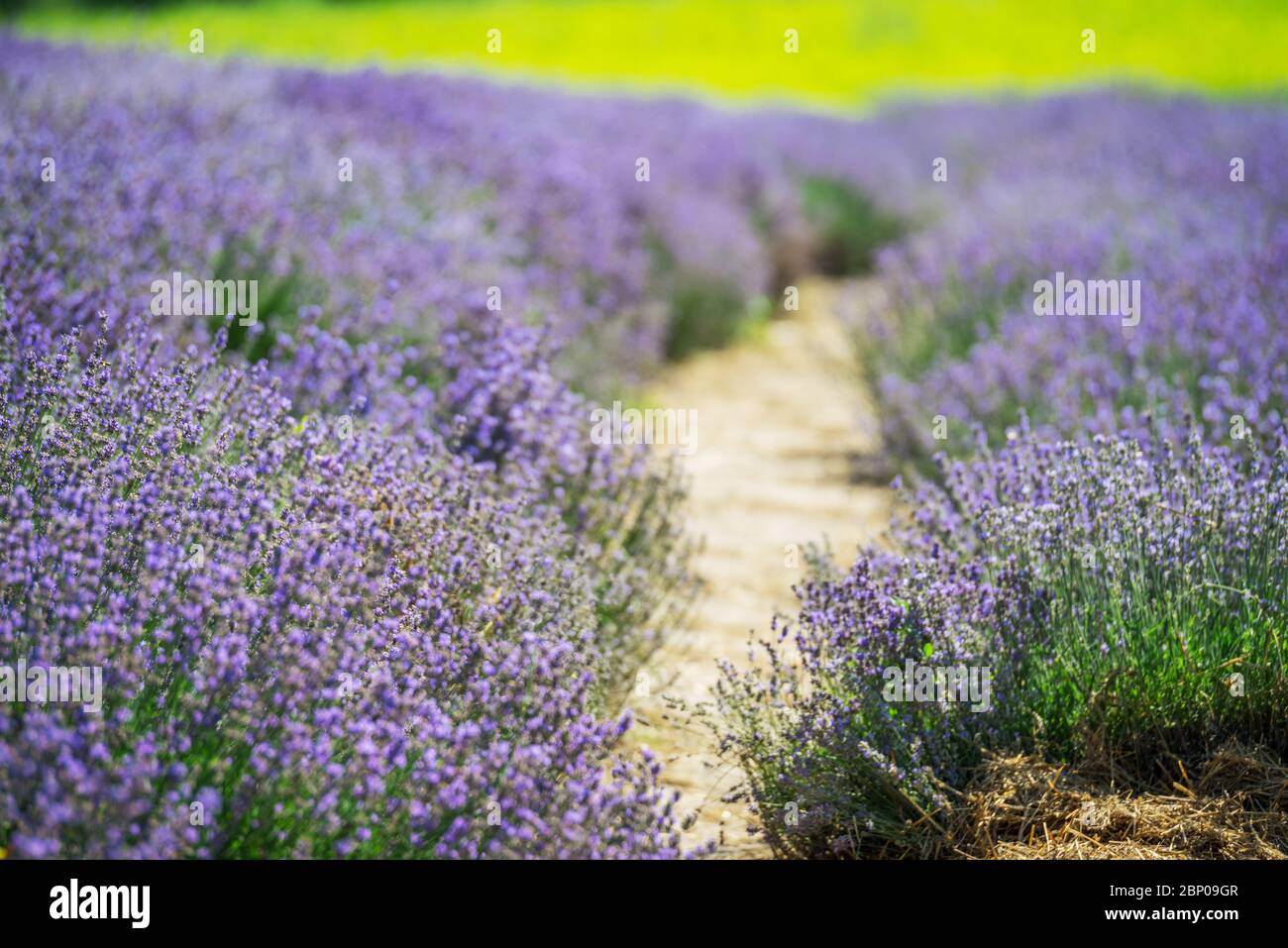 Path between flowering lavender shrubs. Nature background Stock Photo ...