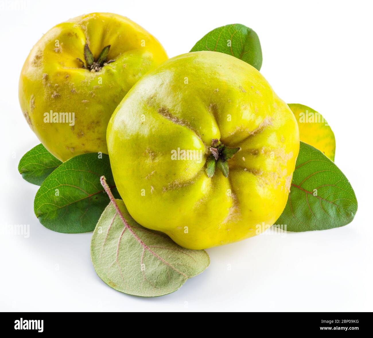 Ripe golden yellow quince fruits isolated on white background. Small ...