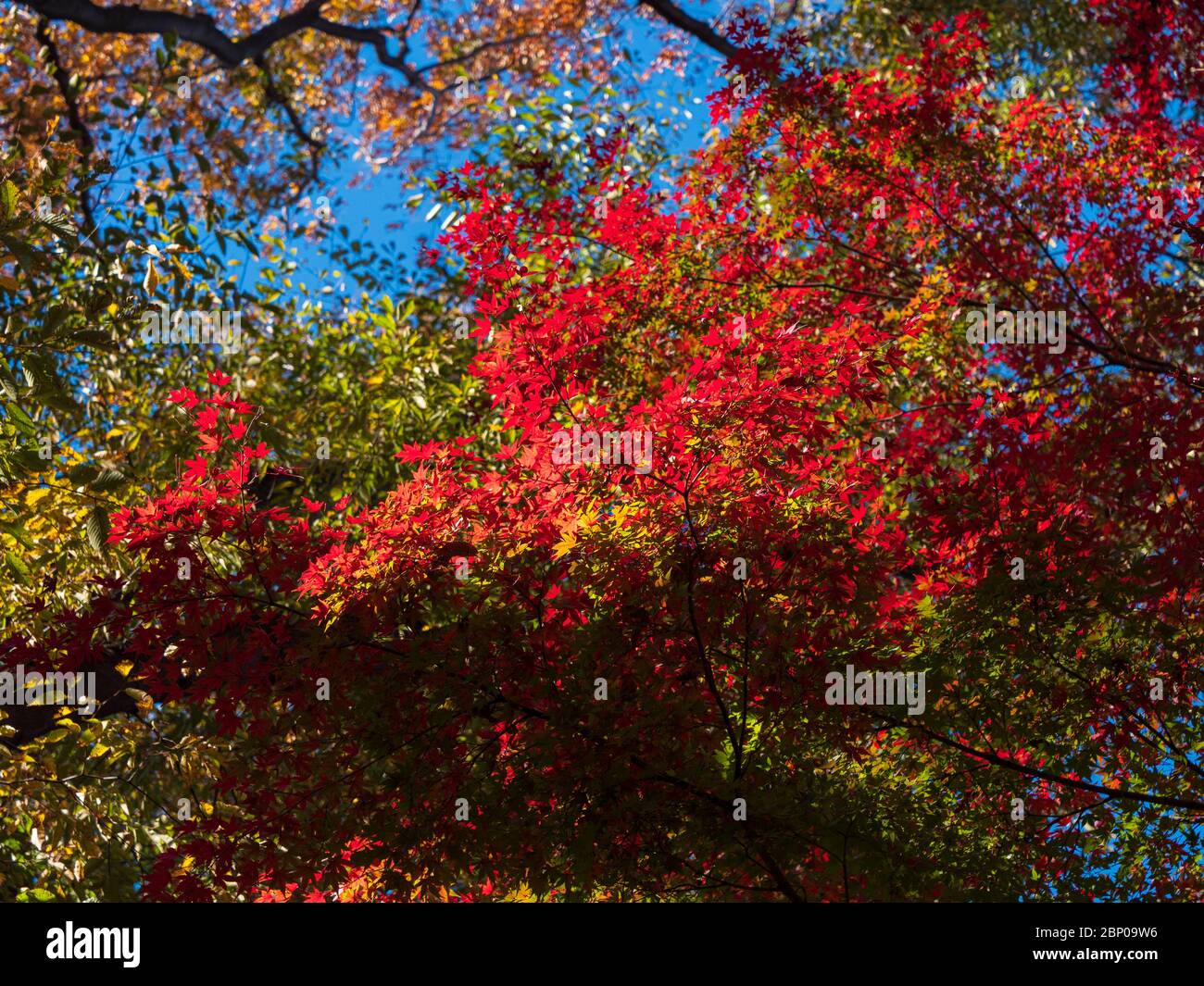 Leaves in the process of turning orange at the start of Autumn Stock ...