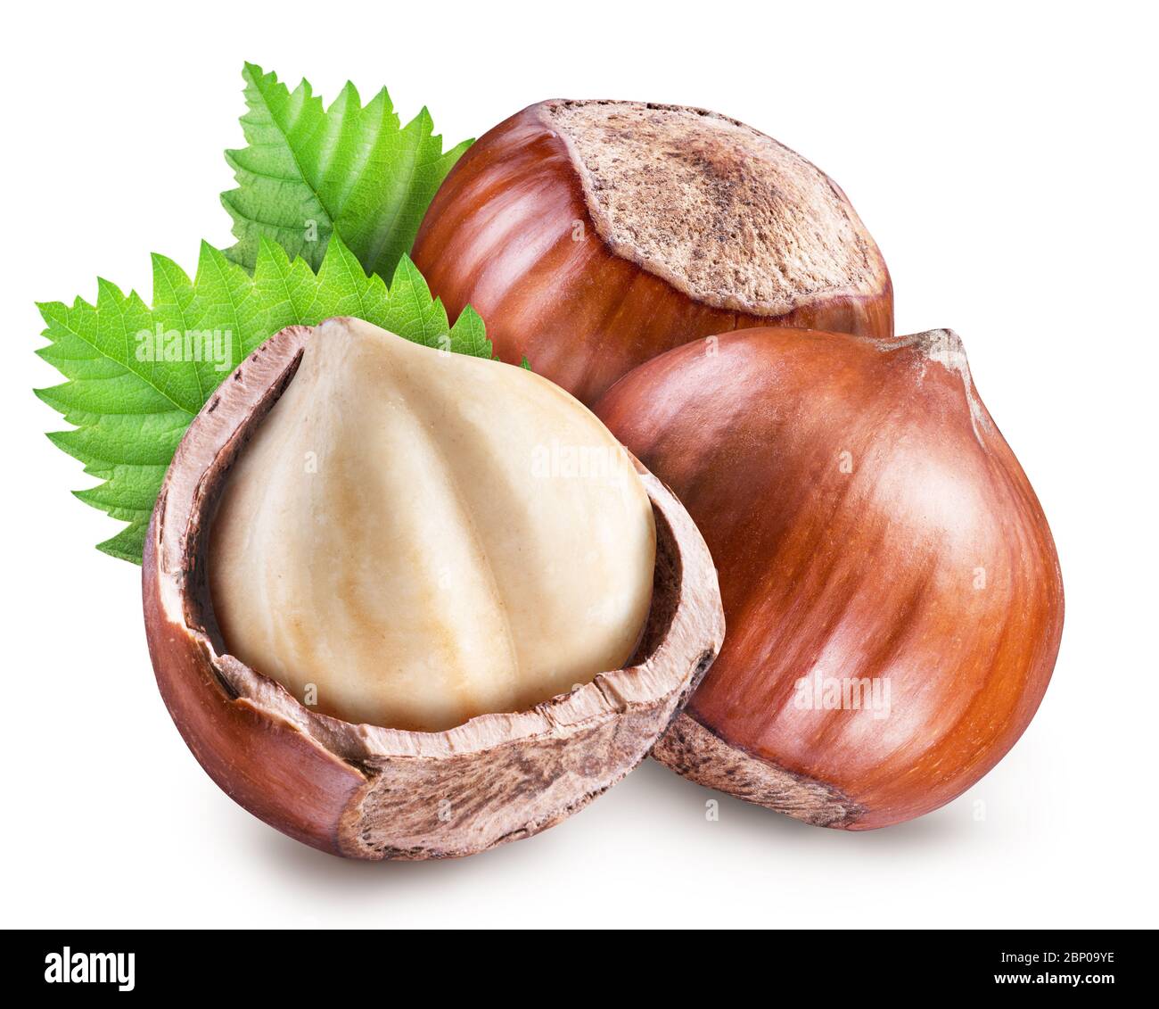 Hazelnuts with shell, hazel leaves and peeled nut isolated on a white ...
