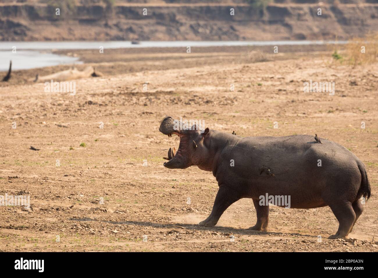 Full grown hippo walking towards river Luangwa with oxpeckers on its ...