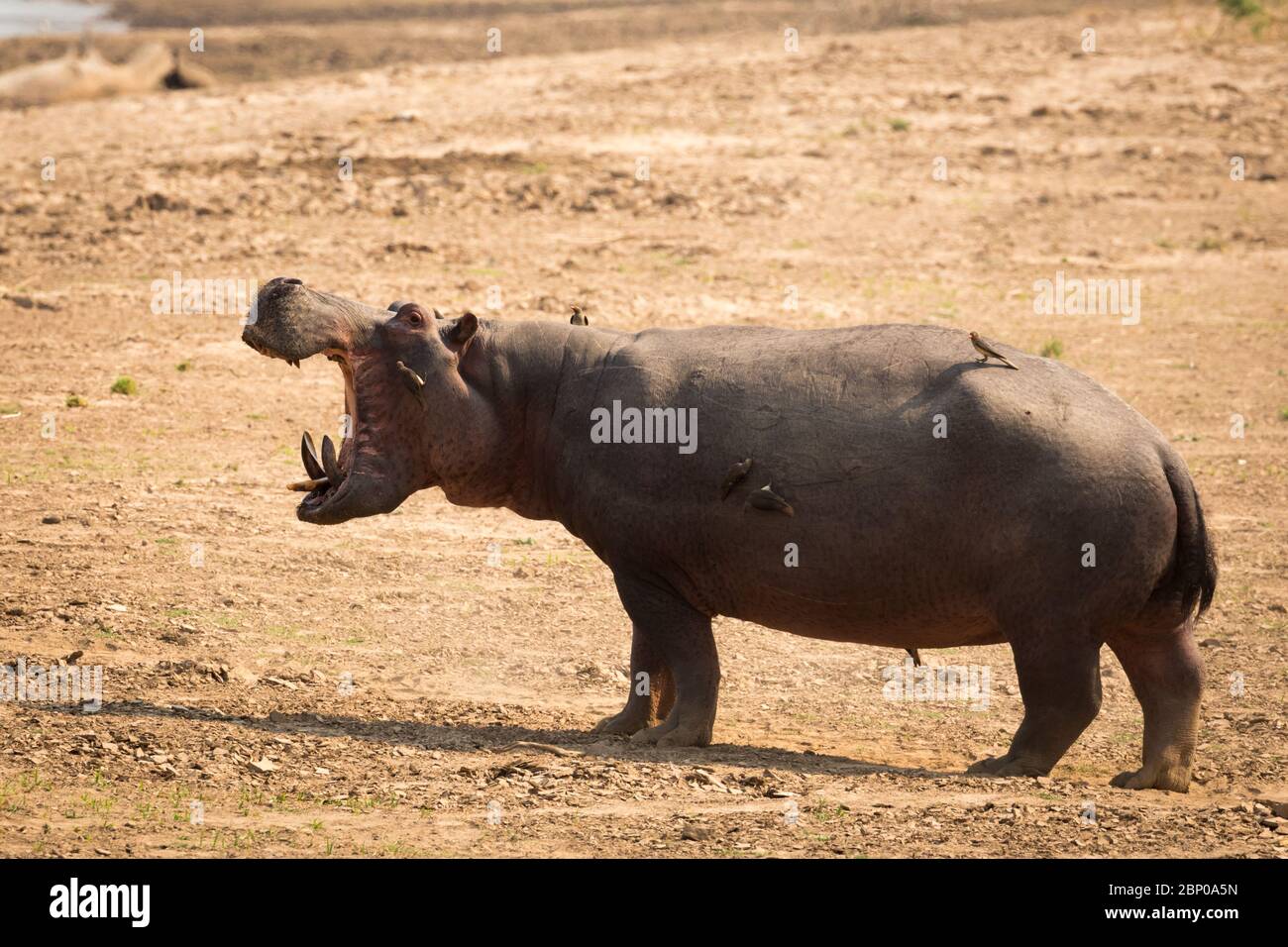 Full grown hippo walking towards river Luangwa with oxpeckers on its ...