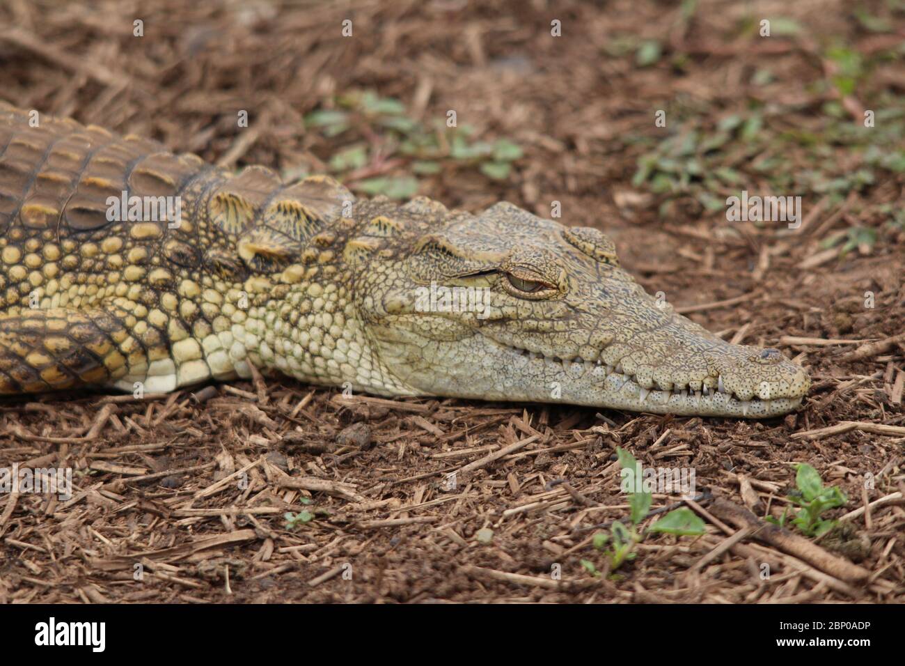 African croc hi-res stock photography and images - Alamy
