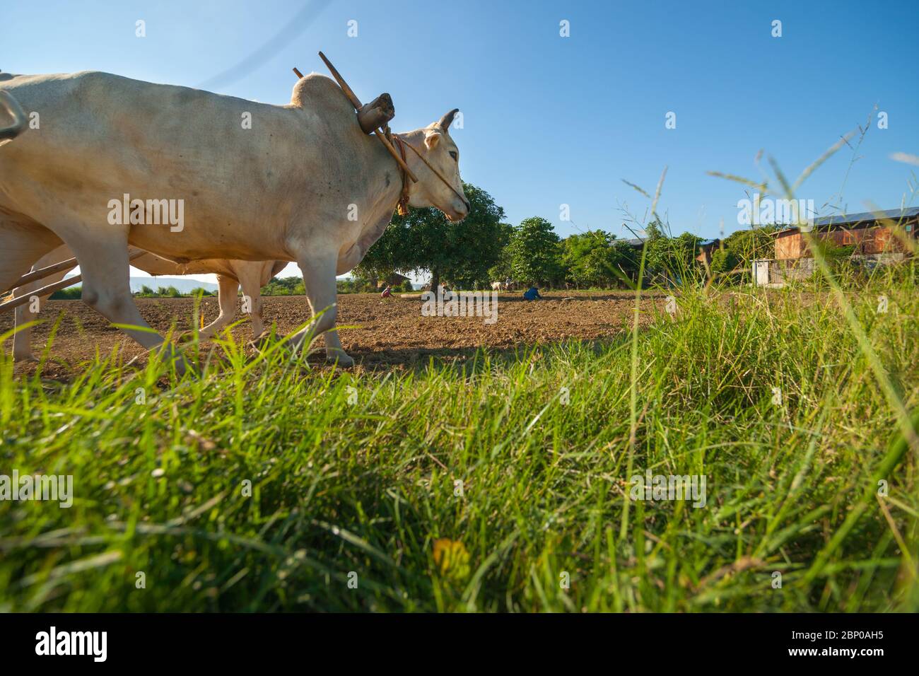 Ox pulling plow hi-res stock photography and images - Alamy