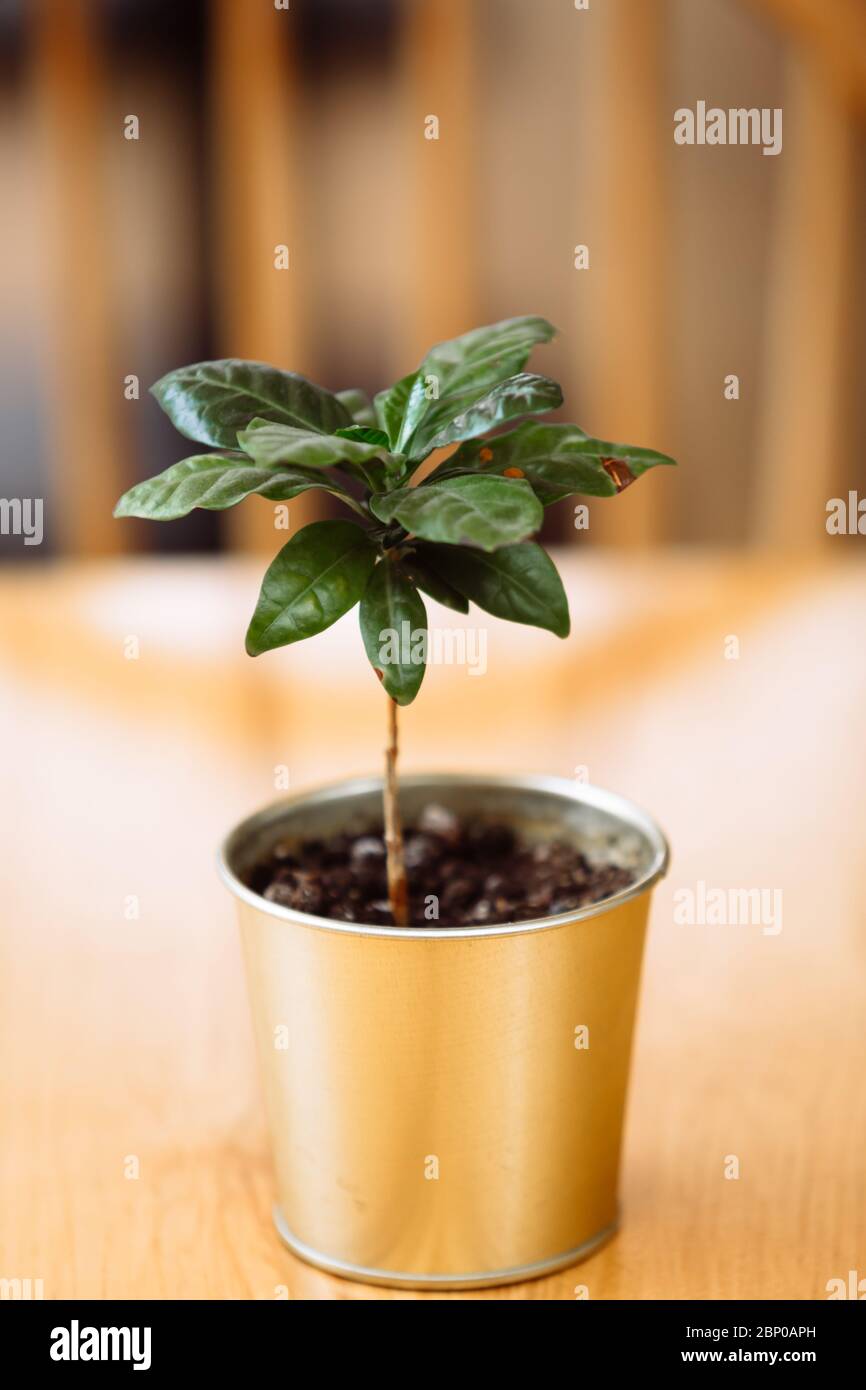 Coffee tree hi-res stock photography and images - Alamy