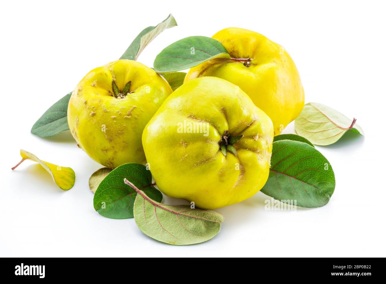 Ripe golden yellow quince fruits isolated on white background. Small ...