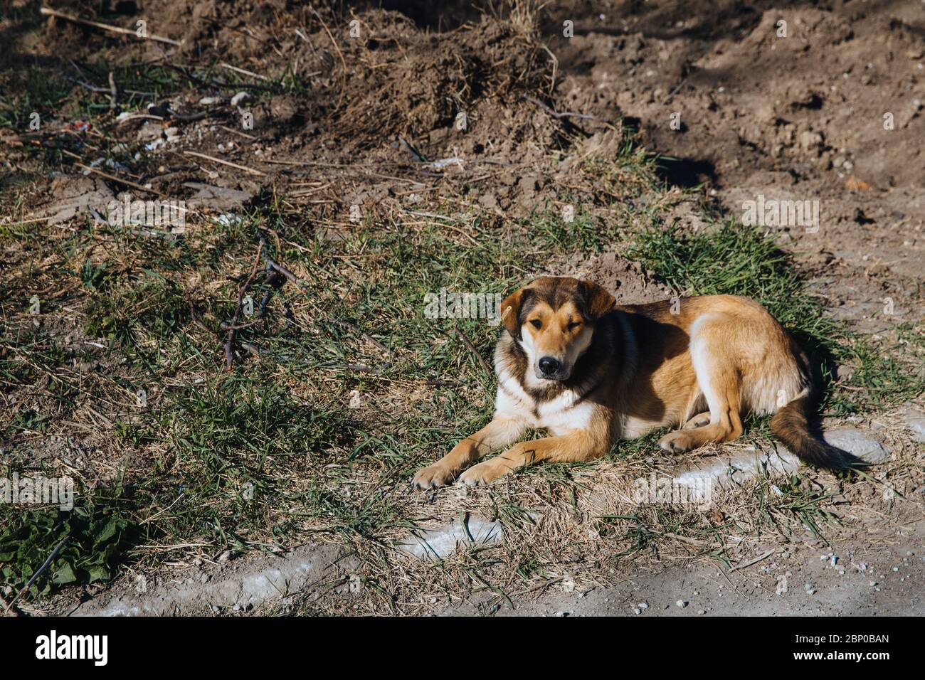 Lonely homeless stray dog is laying at urban road Stock Photo - Alamy