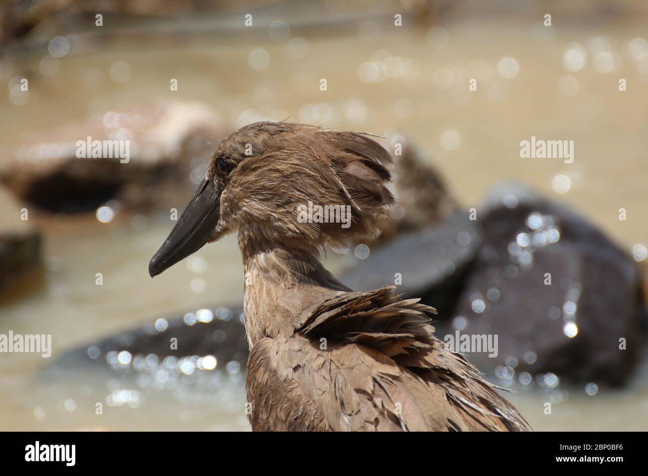 Hamerkop portrait hi-res stock photography and images - Alamy