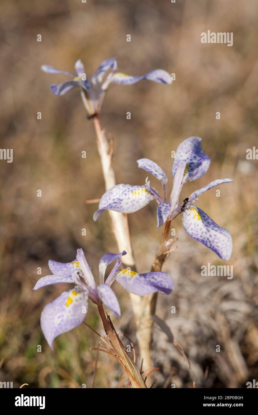 Veld Flower High Resolution Stock Photography and Images - Alamy